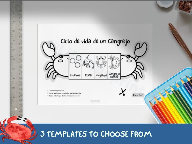 SPANISH Crab Life Cycle Learning Activity for Kids Montessori Learning ...
