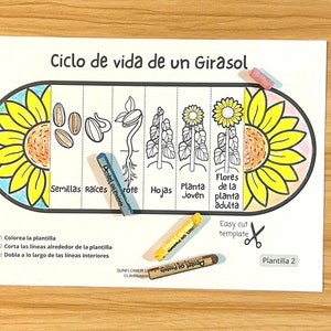 SPANISH Life Cycle of Sunflower Plant | Foldable Life Cycle Craft ...