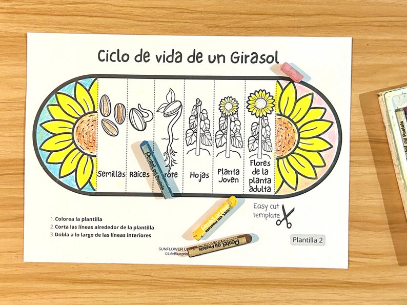 SPANISH Life Cycle of Sunflower Plant Foldable Life Cycle Craft Digital ...