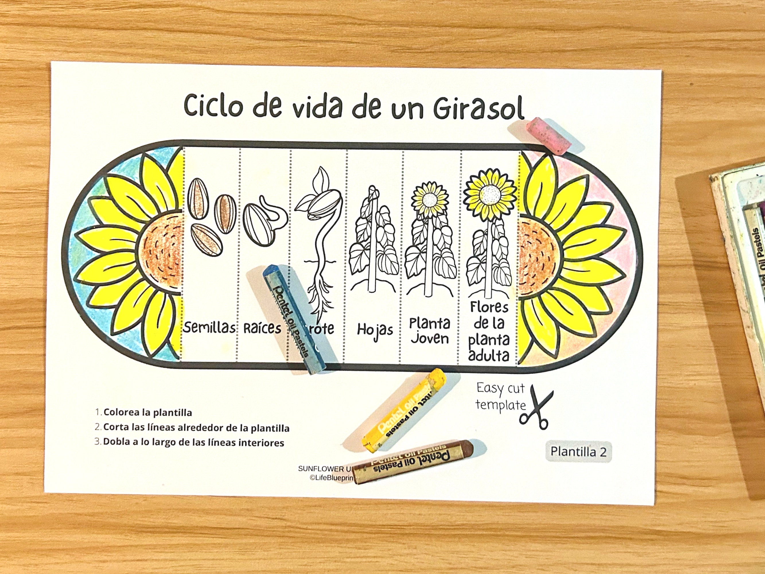 SPANISH Life Cycle of Sunflower Plant Foldable Life Cycle Craft Digital ...