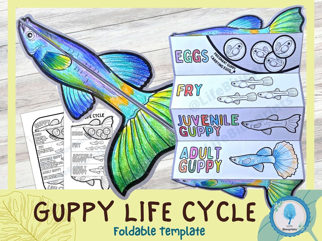 Foldable Guppy Fish Life Cycle Learning Activity for Kids | A4 and 11x8 ...