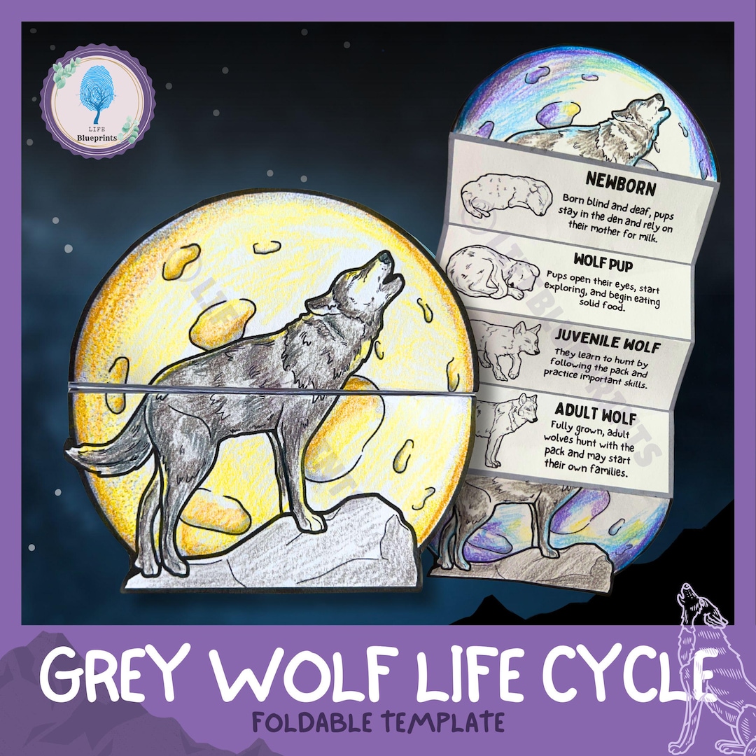 Grey Wolf Life Cycle Science Activity | Foldable Craft | Wolf Unit ...