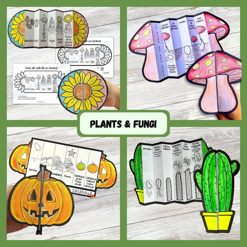 SPANISH Foldable Life Cycle Bundle of 20 Templates | Discounts With ...