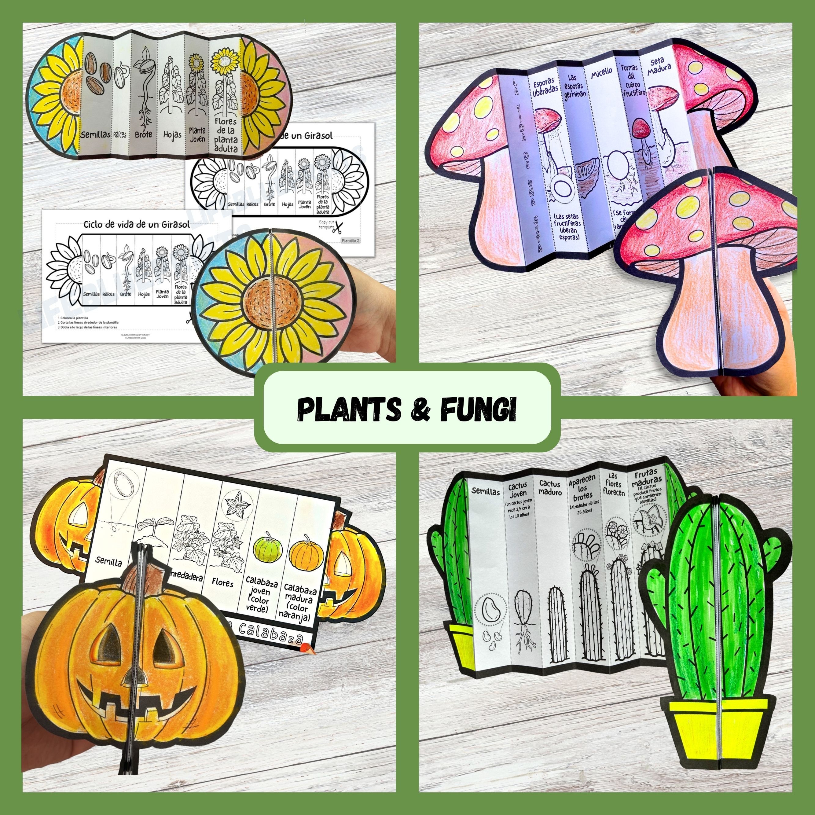 SPANISH Foldable Life Cycle Bundle of 20 Templates Discounts With ...