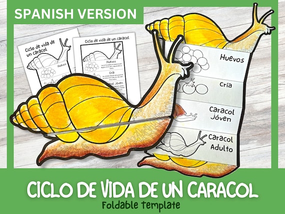 Ciclo De Vida De Um Caracol Para Criancas