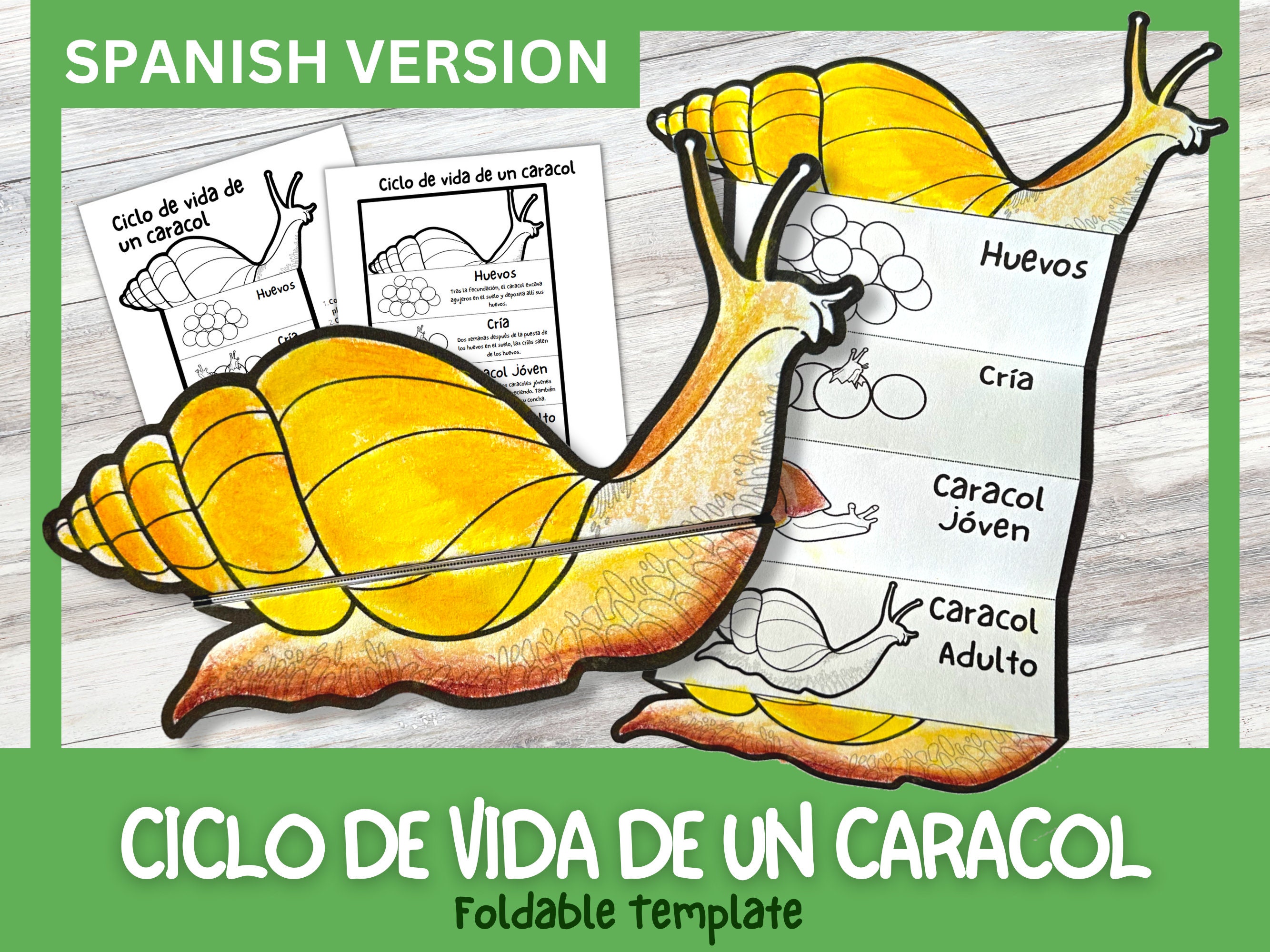 SPANISH Snail Life Cycle Learning Activity for Kids | A4 and 11x8.5 ...