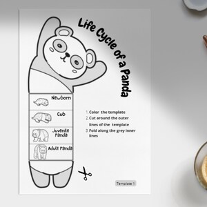 Panda Life Cycle Learning Activity for Kids | Foldable | A4 and 11x8.5 ...