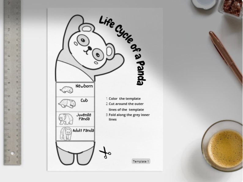 Panda Life Cycle Learning Activity for Kids | Foldable | A4 and 11x8.5 ...