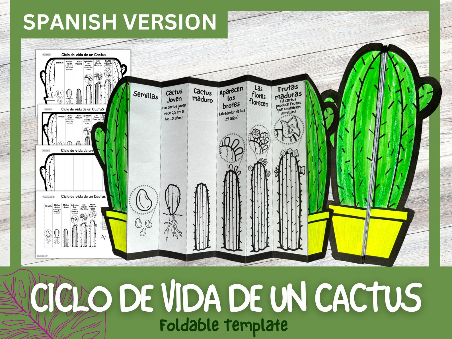 SPANISH Life Cycle of Plants & Fungi Bundle of 6 Mushroom, Fruits ...