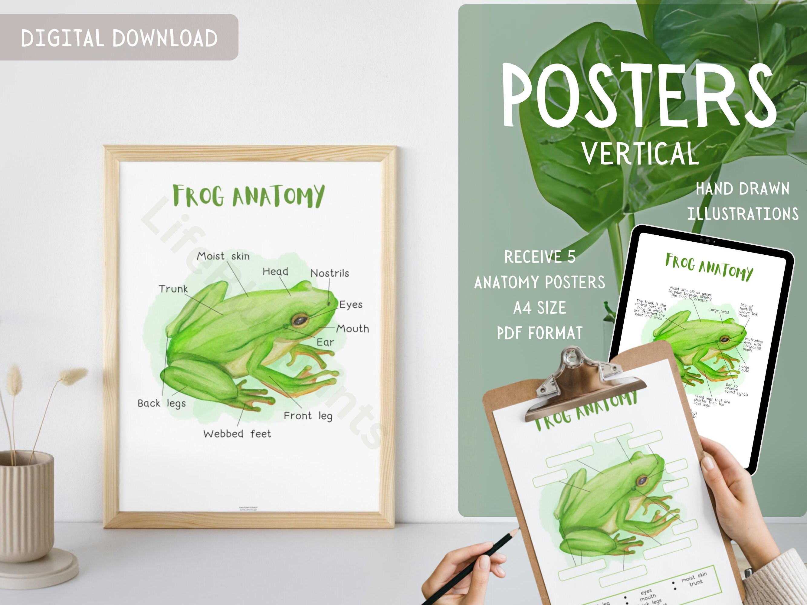 Frog Anatomy Poster, Nature Study, Science, Montessori, Homeschool ...