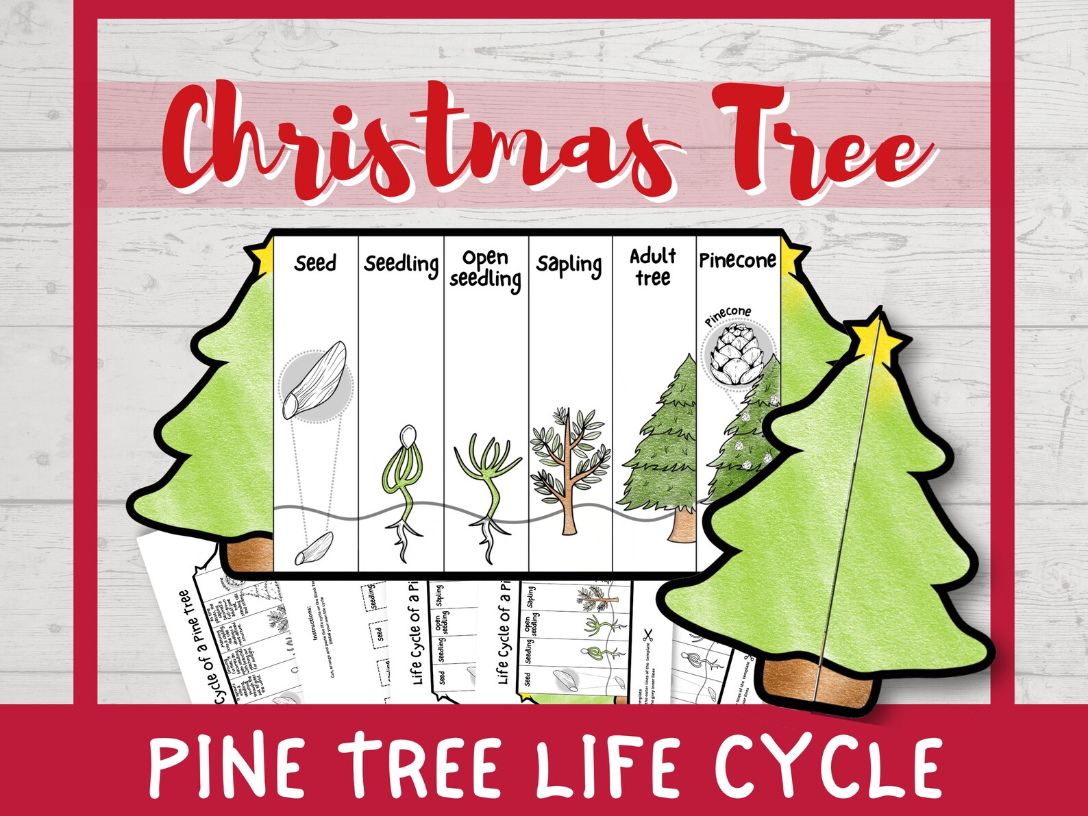 PINE TREE Life Cycle Foldable Templates Christmas Tree Life - Etsy