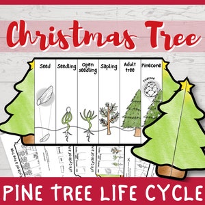 PINE TREE Life Cycle Foldable Templates Christmas Tree Life - Etsy
