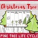 PINE TREE Life Cycle Foldable Templates Christmas Tree Life - Etsy