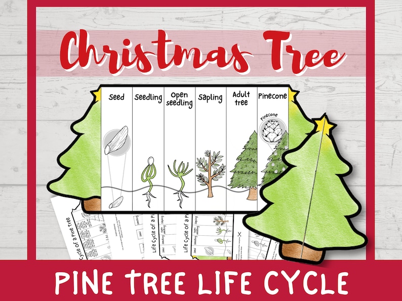 PINE TREE Life Cycle Foldable Templates Christmas Tree Life - Etsy