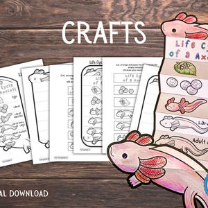 Axolotl Life Cycle Unit Study | Includes Posters, Flashcards ...