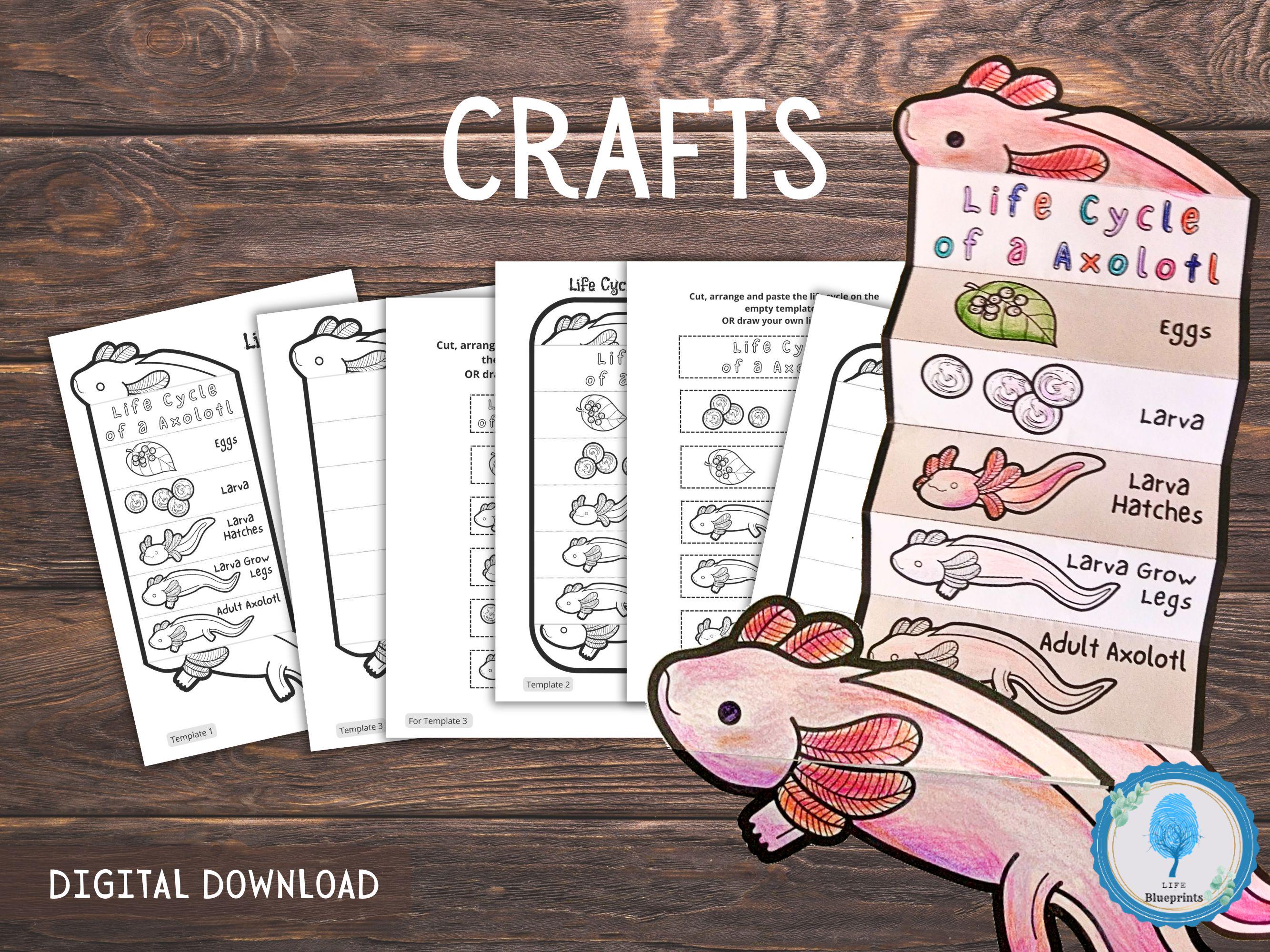 Axolotl Life Cycle Unit Study | Includes Posters, Flashcards ...