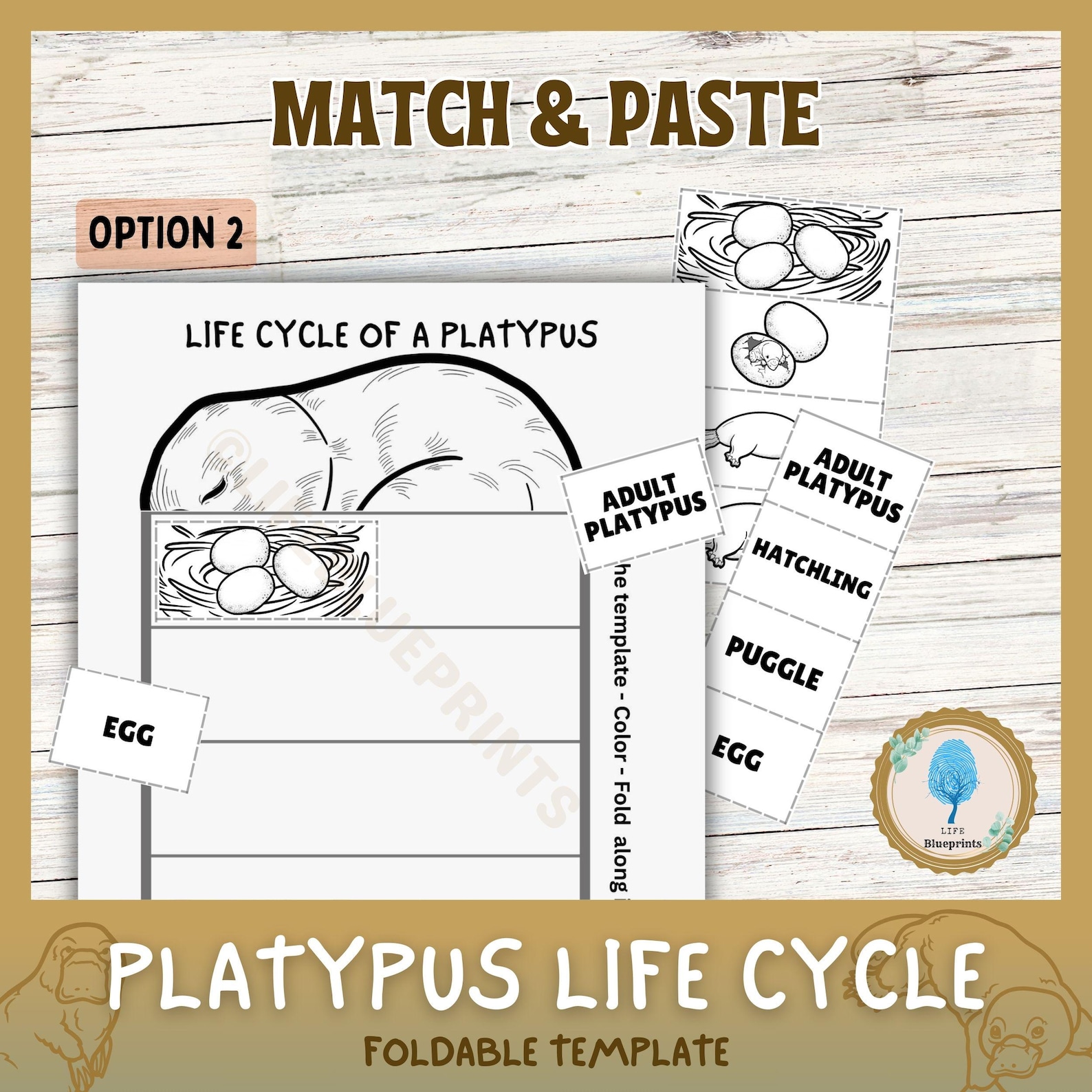 Platypus Life Cycle Science Activity for Kids | Foldable Craft ...