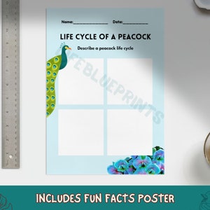Foldable Peacock Life Cycle Learning Activity for Kids Bird Unit Study ...