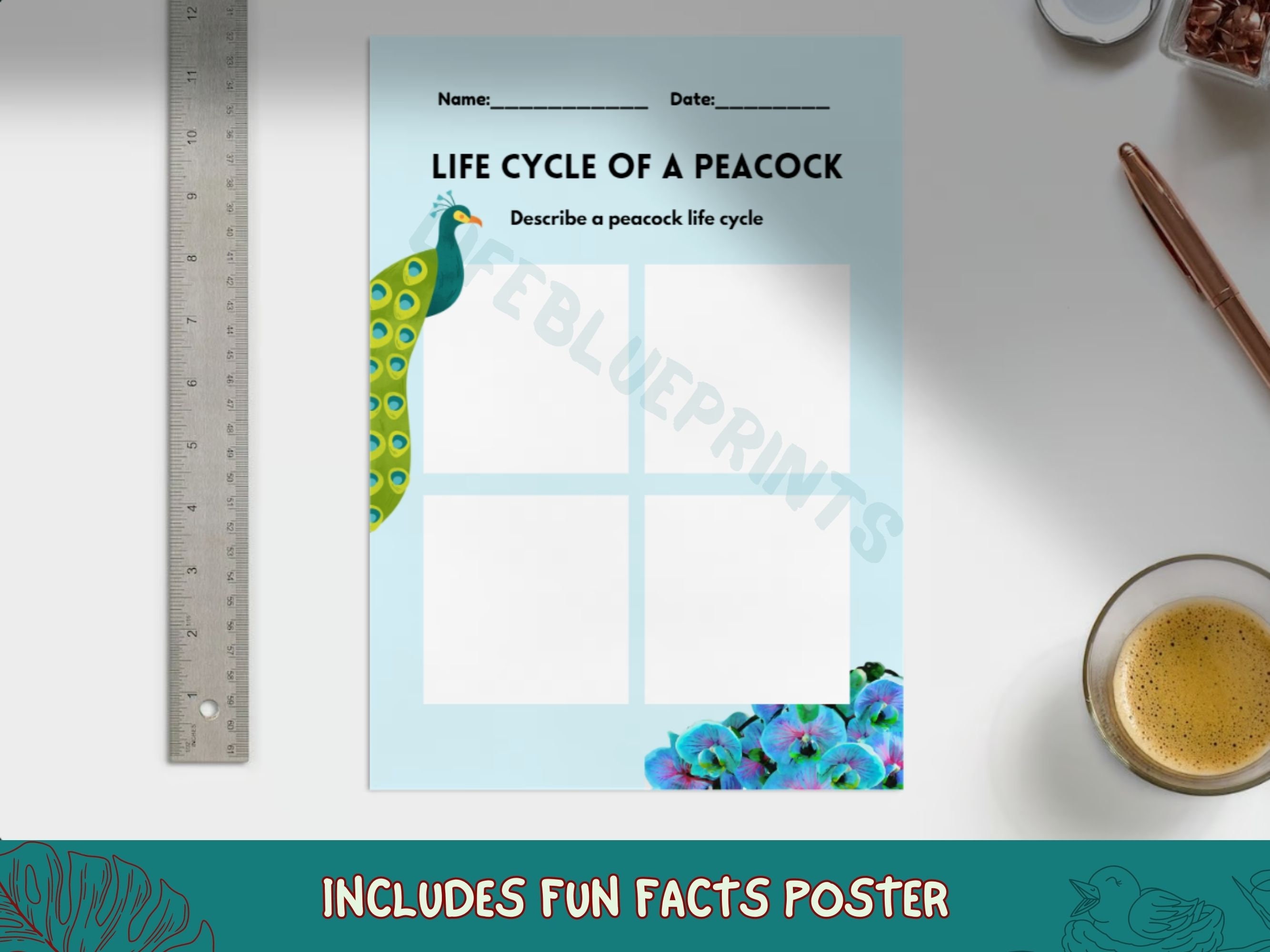 Foldable Peacock Life Cycle Learning Activity for Kids Bird Unit Study ...
