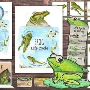 Frog Life Cycle Unit Study | Poster, Flashcards, Lesson Plan | Nature ...
