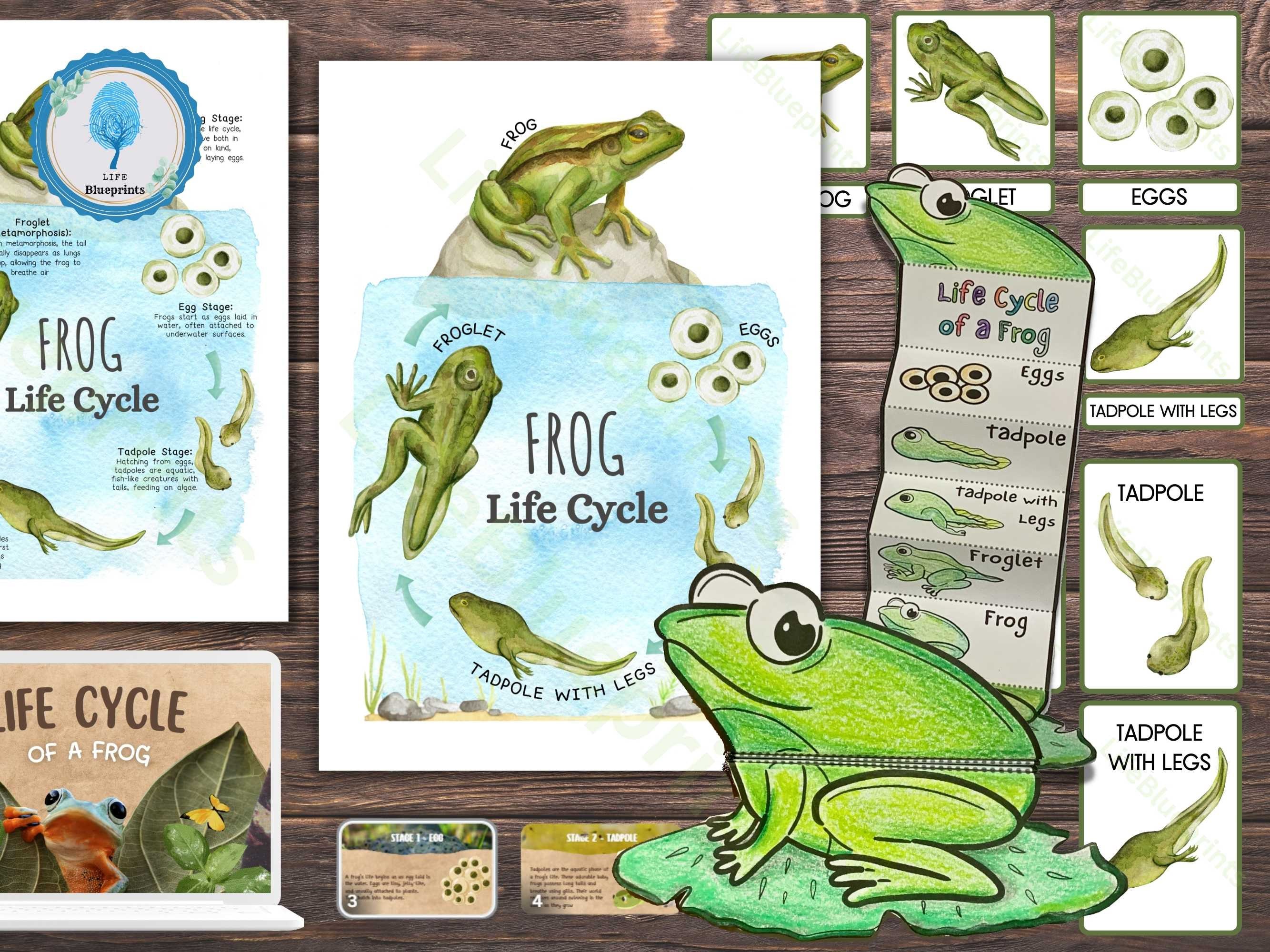 Frog Life Cycle Unit Study Poster, Flashcards, Lesson Plan Nature Study ...