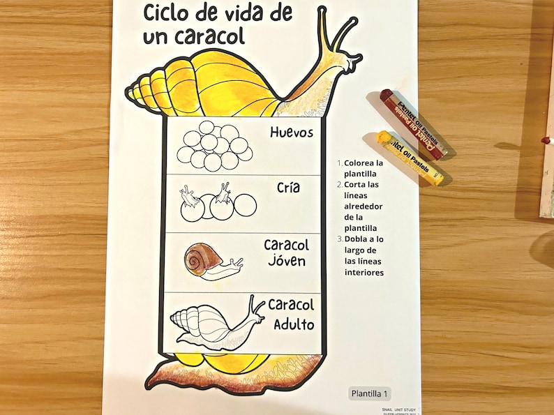 SPANISH Snail Life Cycle Learning Activity for Kids A4 and 11x8.5 Inch ...