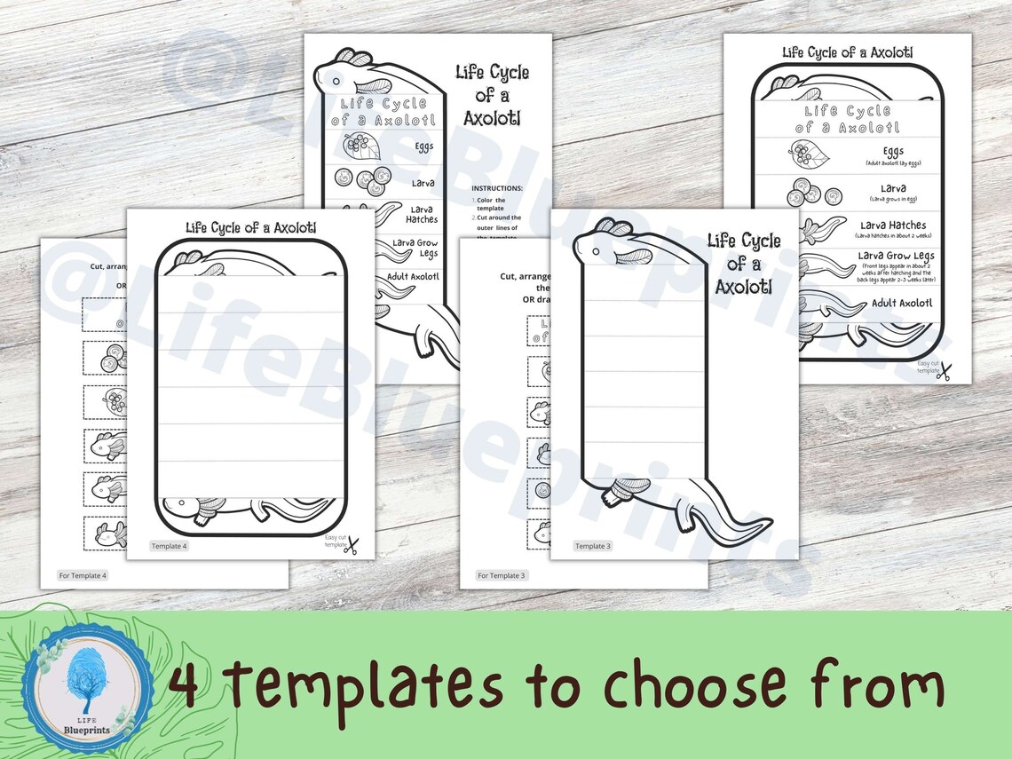 Ciclo de vida de Axolotl plegable / Ciclo de vida de anfibios Actividad ...