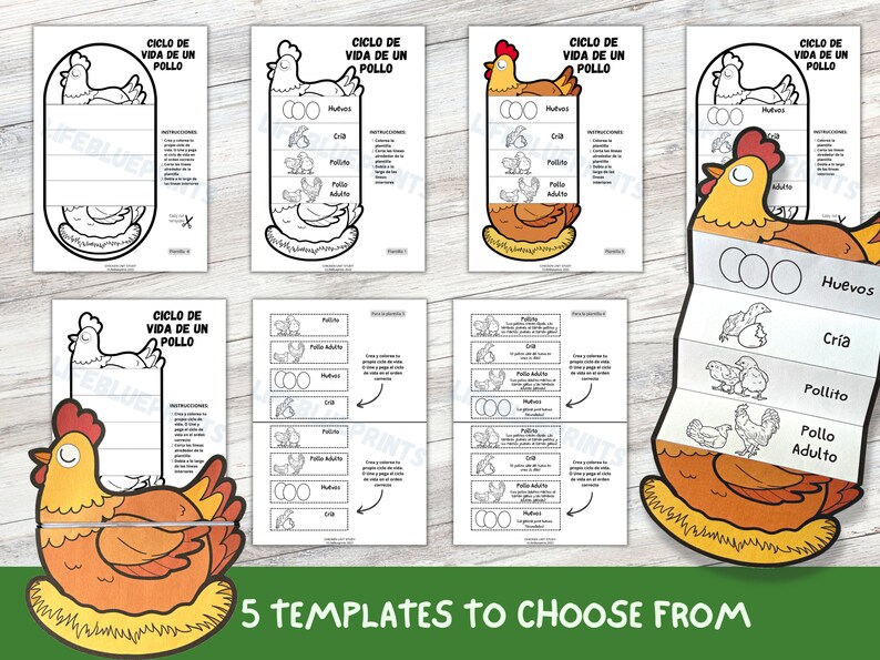 SPANISH Bird Life Cycle Bundle of 6 Templates Duck, Chicken, Penguin ...