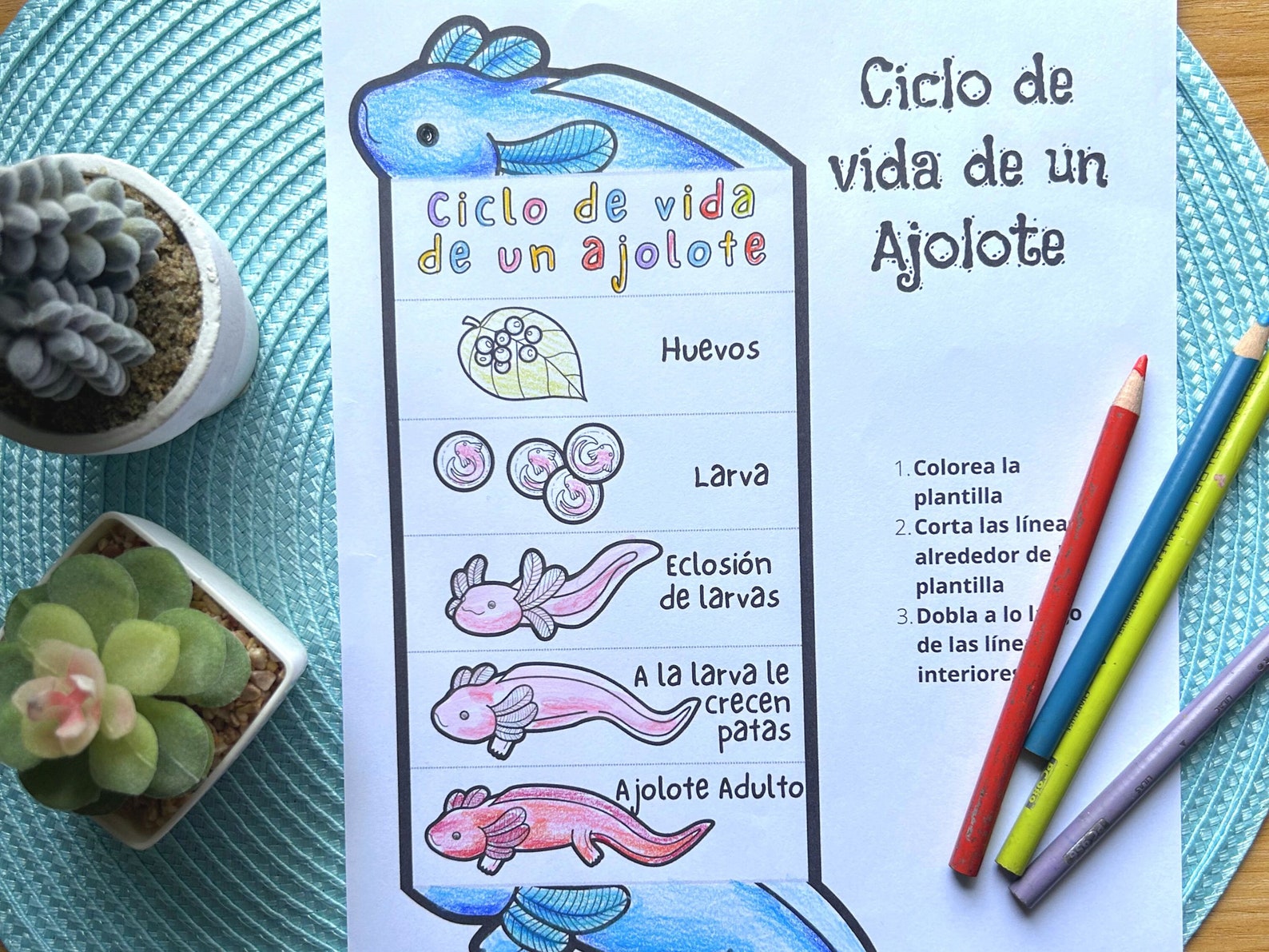SPANISH Life Cycle of a Axolotl Foldable Life Cycle Craft Digital ...