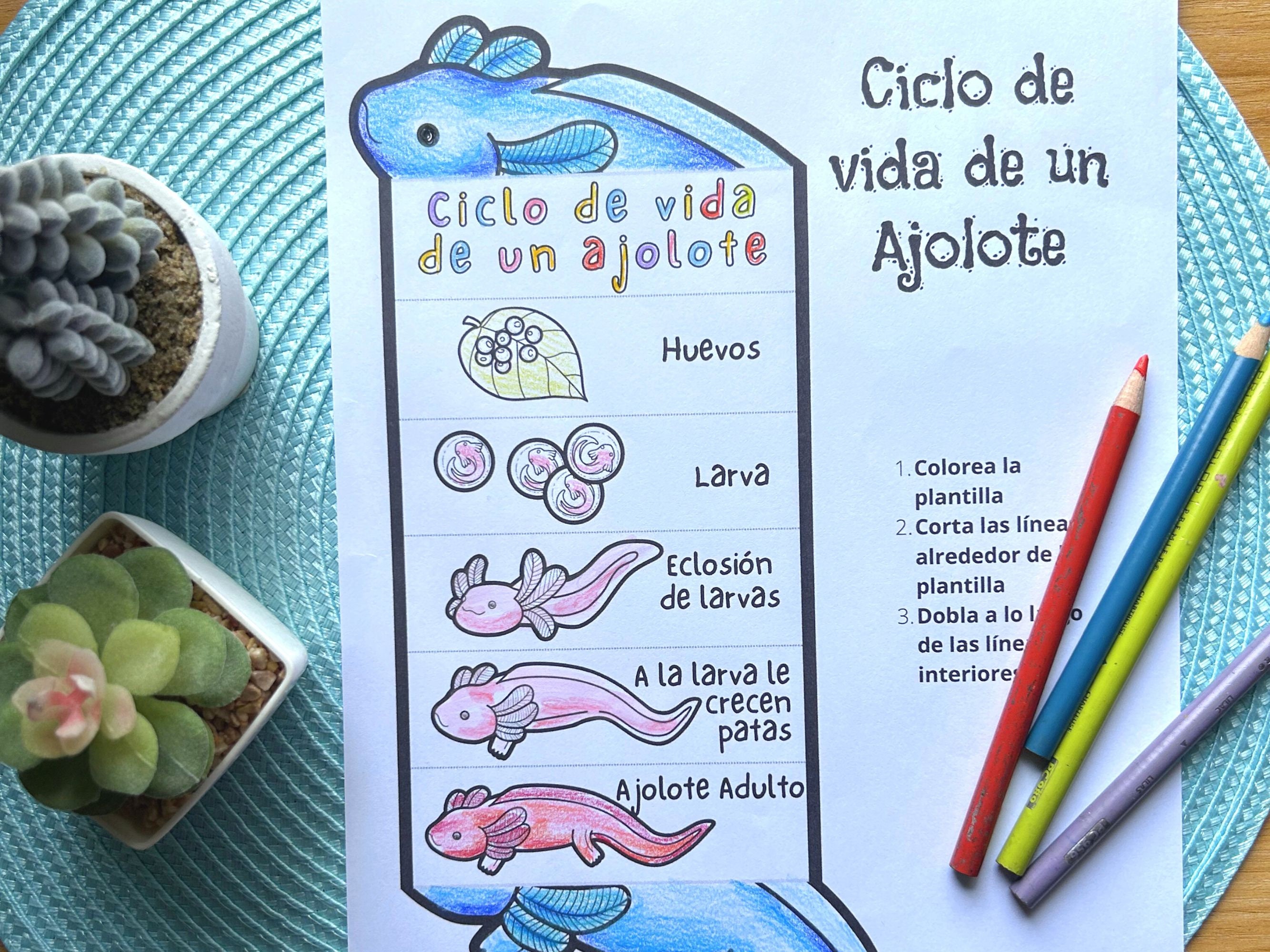 ESPAÑOL Ciclo de vida de un Ajolote / Manualidad de ciclo de vida ...