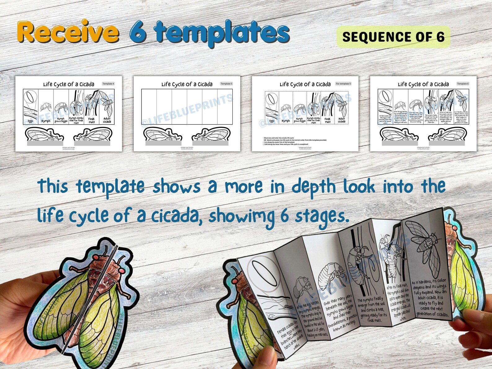 Foldable Cicada Life Cycle Learning Activity for Kids A4 and 11x8.5 ...