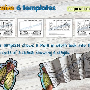 Foldable Cicada Life Cycle Learning Activity for Kids | A4 and 11x8.5 ...
