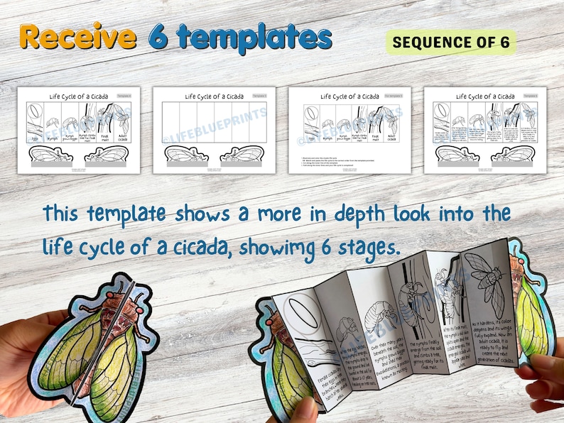 Foldable Cicada Life Cycle Learning Activity for Kids | A4 and 11x8.5 ...