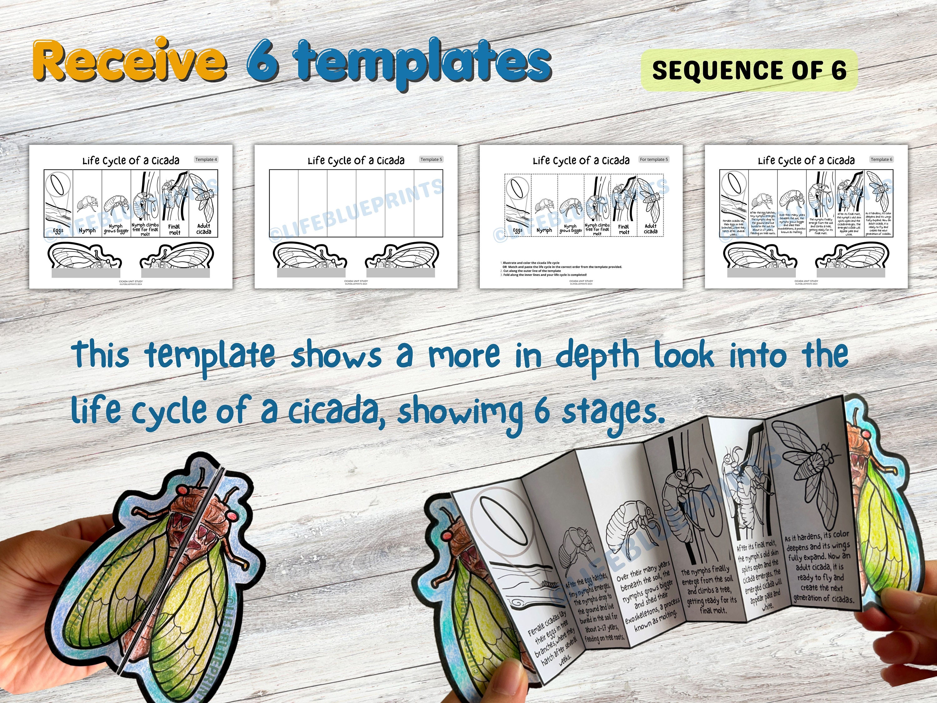 Foldable Cicada Life Cycle Learning Activity for Kids A4 and 11x8.5 ...