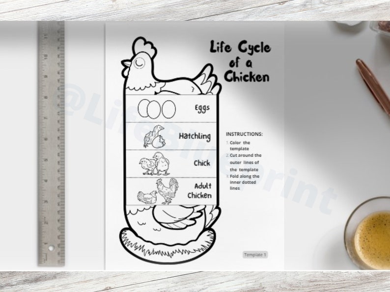 Foldable Chicken Life Cycle Learning Activity for Kids A4 and 11x8.5 ...