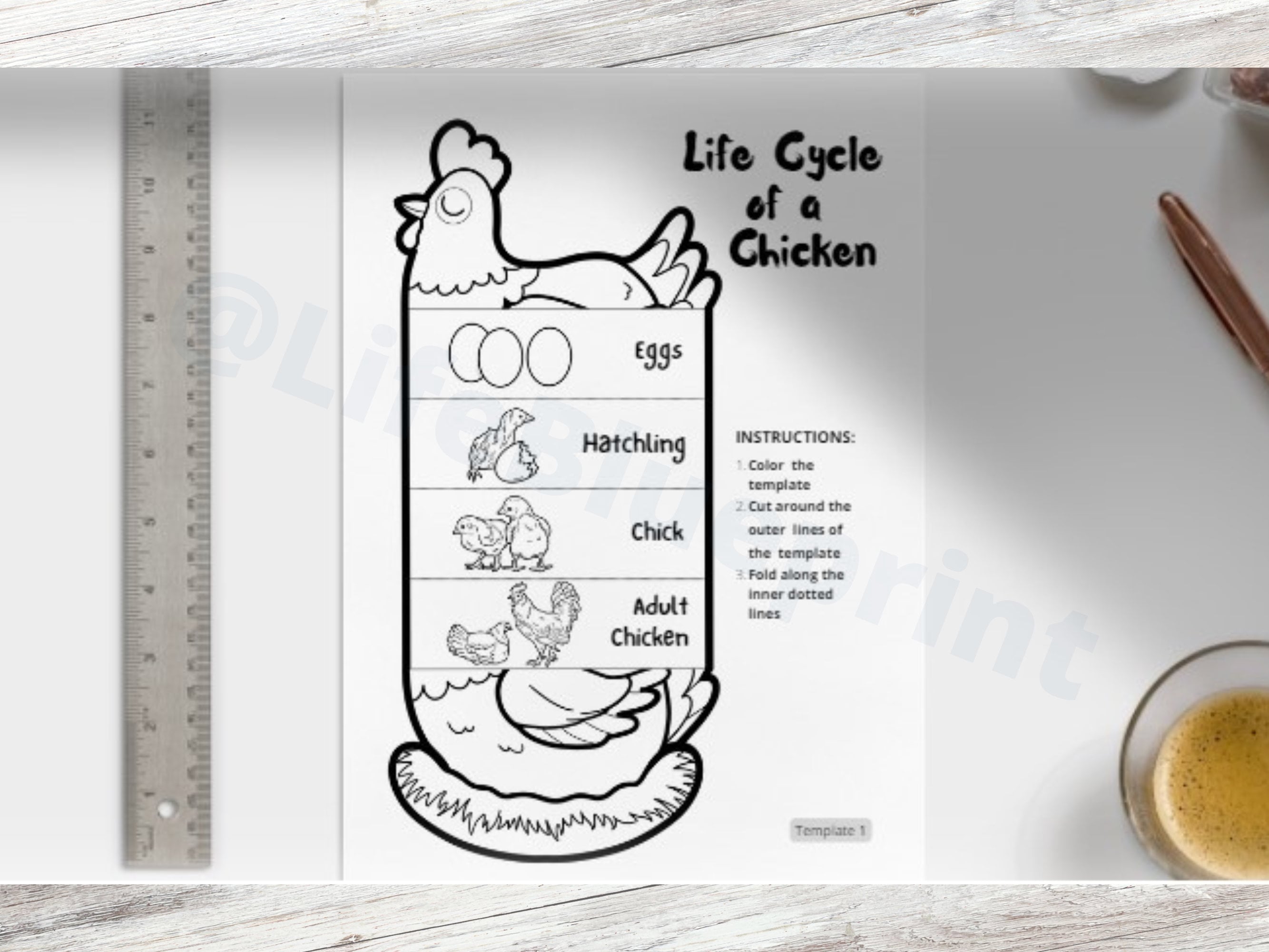 Life Cycle Of A Chicken Coloring Page