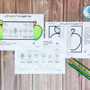 Foldable Apple Life Cycle Learning Activity for Kids | A4 and 11x8.5 ...