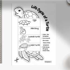 Foldable Turtle Life Cycle Learning Activity for Kids A4 and 11x8.5 ...