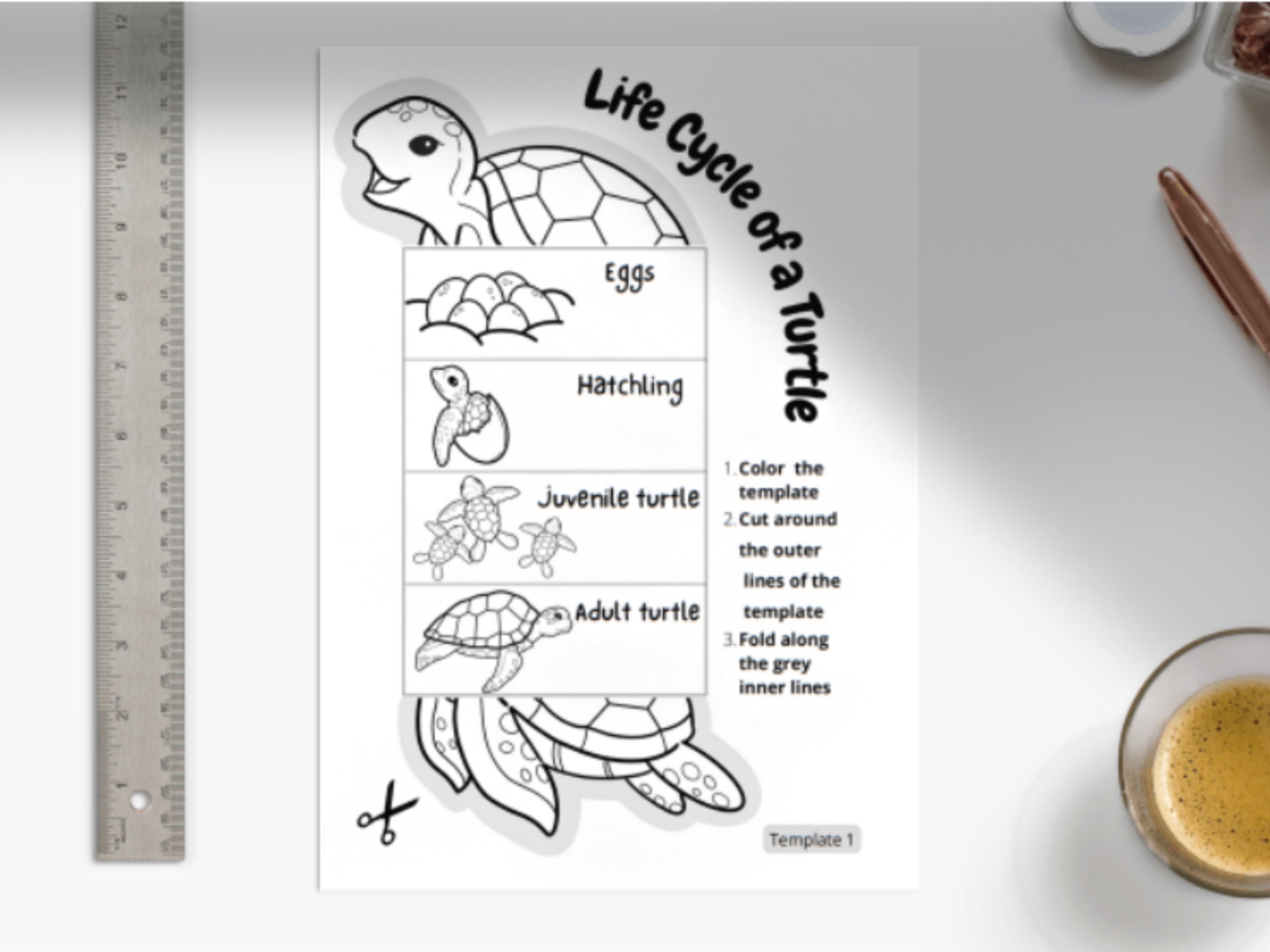Foldable Turtle Life Cycle Learning Activity for Kids A4 and - Etsy