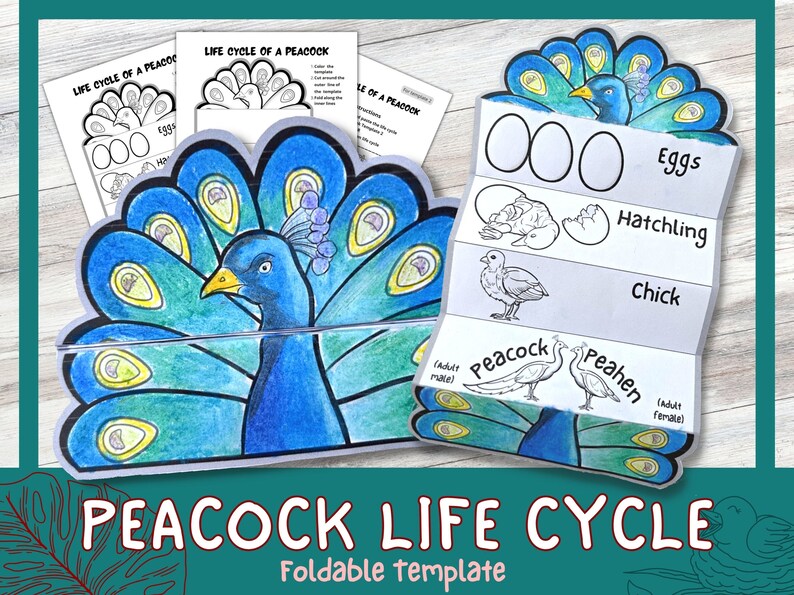 Foldable Peacock Life Cycle Learning Activity for Kids Bird Unit Study ...