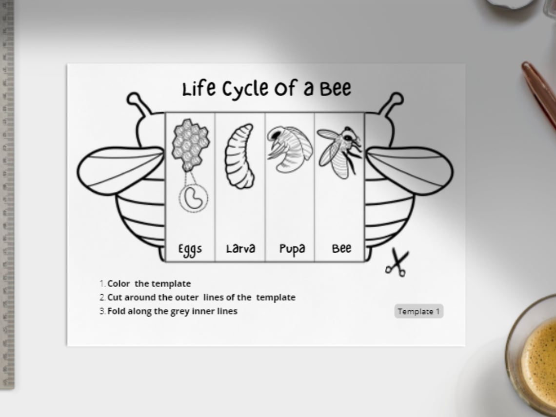 Foldable Bee Life Cycle Learning Activity for Kids A4 and | Etsy