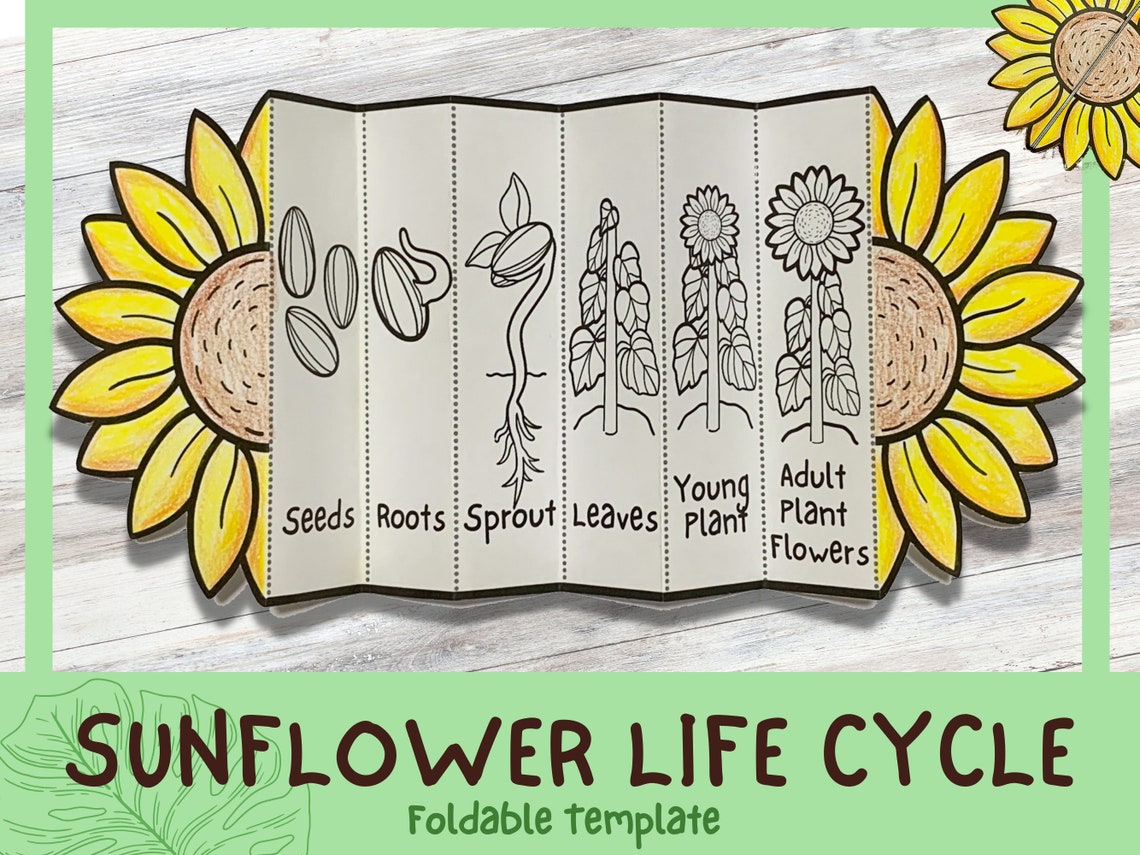Foldable Sunflower Life Cycle Learning Activity for Kids A4 - Etsy