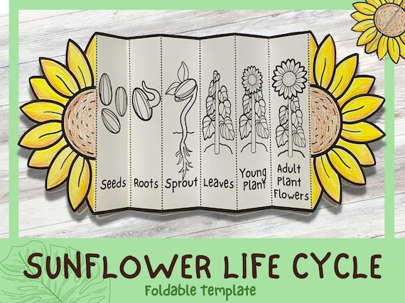 Foldable Sunflower Life Cycle Learning Activity for Kids A4 - Etsy