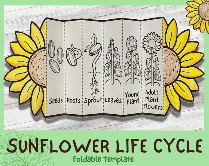 Foldable Sunflower Life Cycle Learning Activity for Kids A4 - Etsy