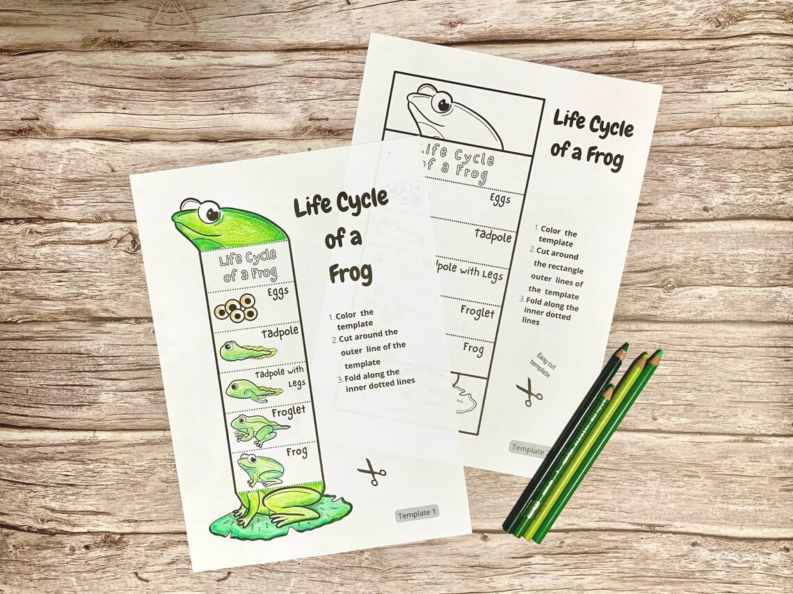 Foldable Frog Life Cycle Learning Activity for Kids A4 and - Etsy