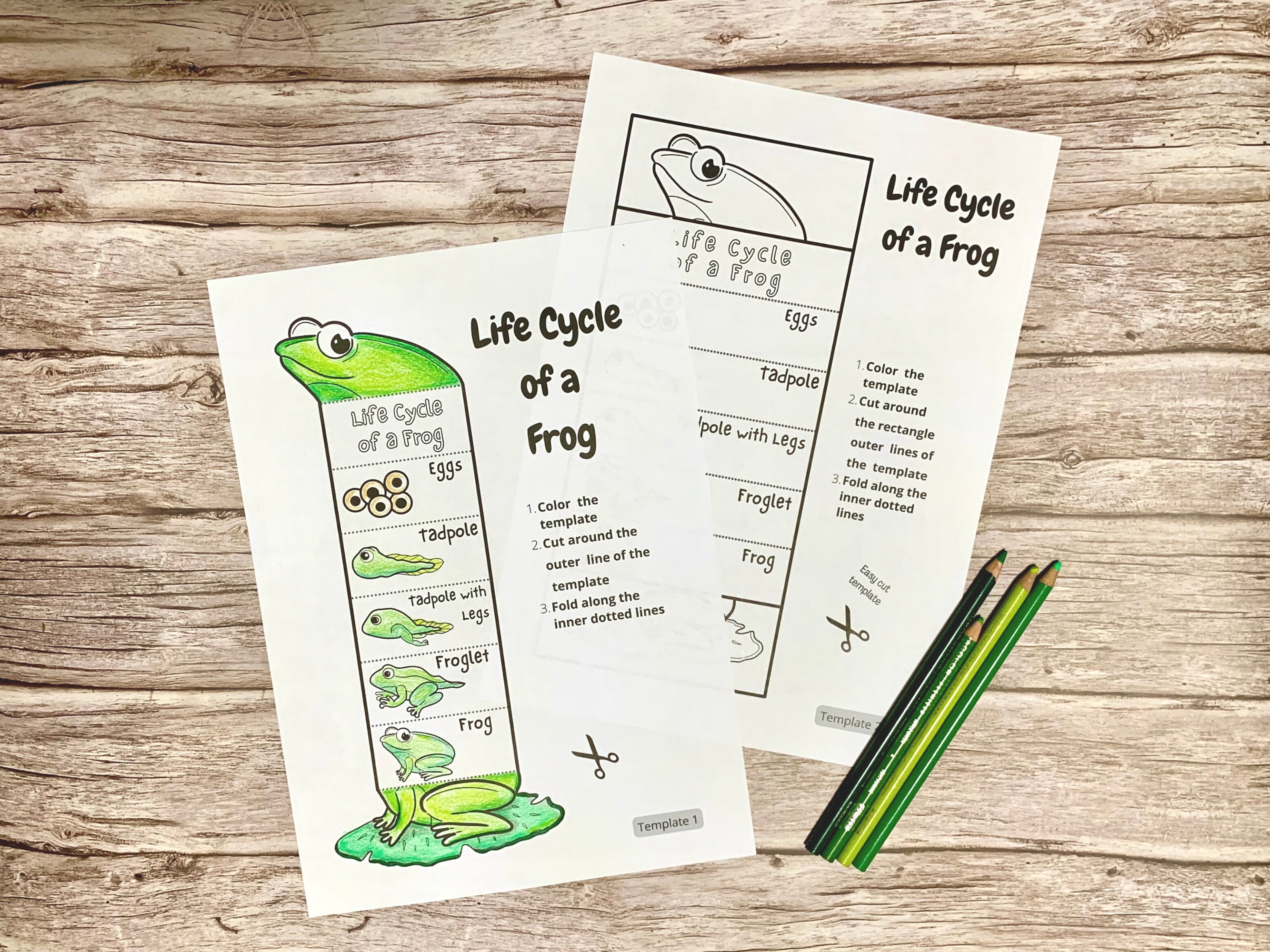 Foldable Frog Life Cycle Learning Activity for Kids A4 and - Etsy