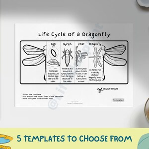 Foldable Dragonfly Life Cycle Learning Activity for Kids A4 and 11x8.5 ...