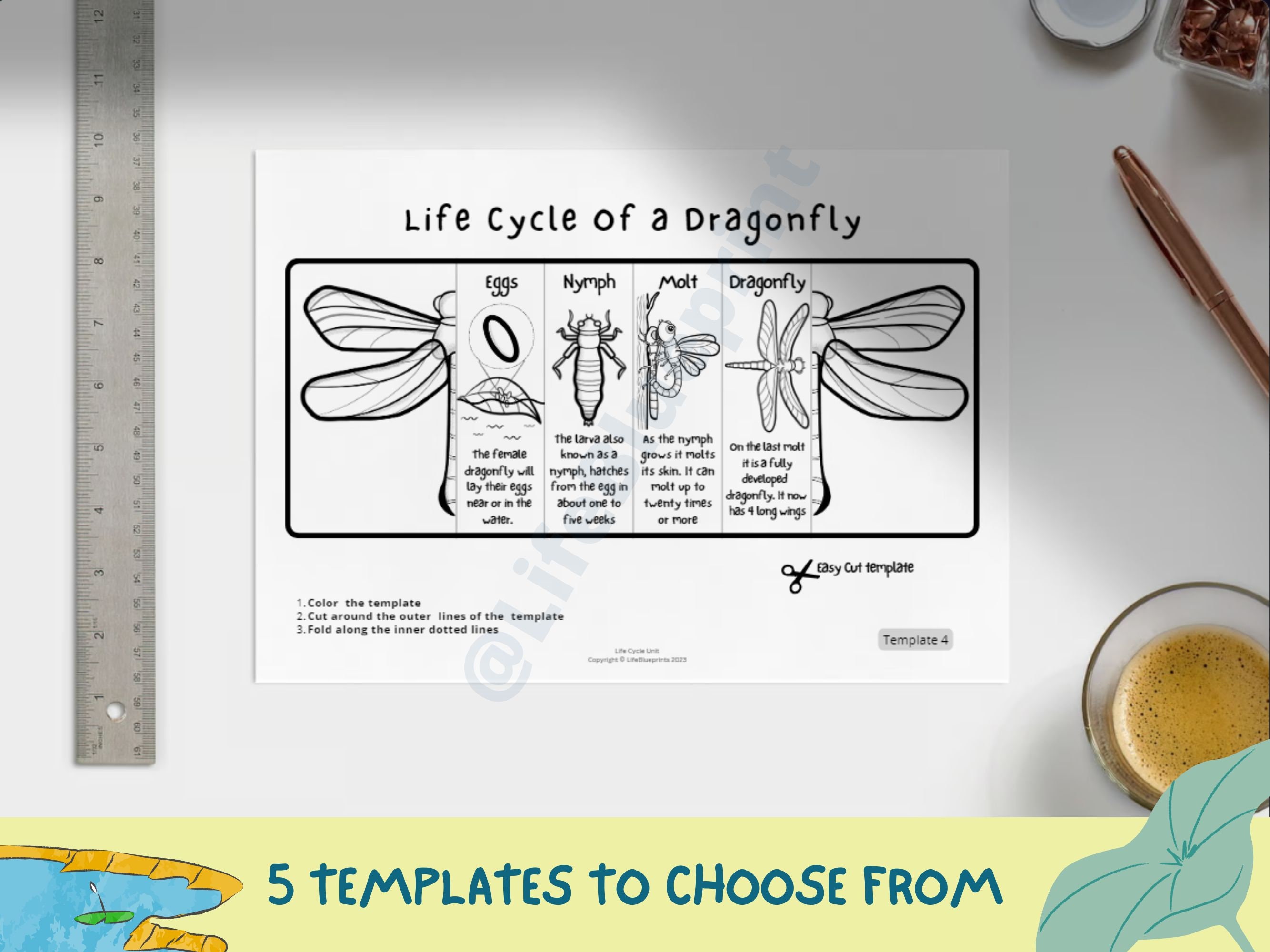Foldable Dragonfly Life Cycle Learning Activity for Kids A4 and 11x8.5 ...