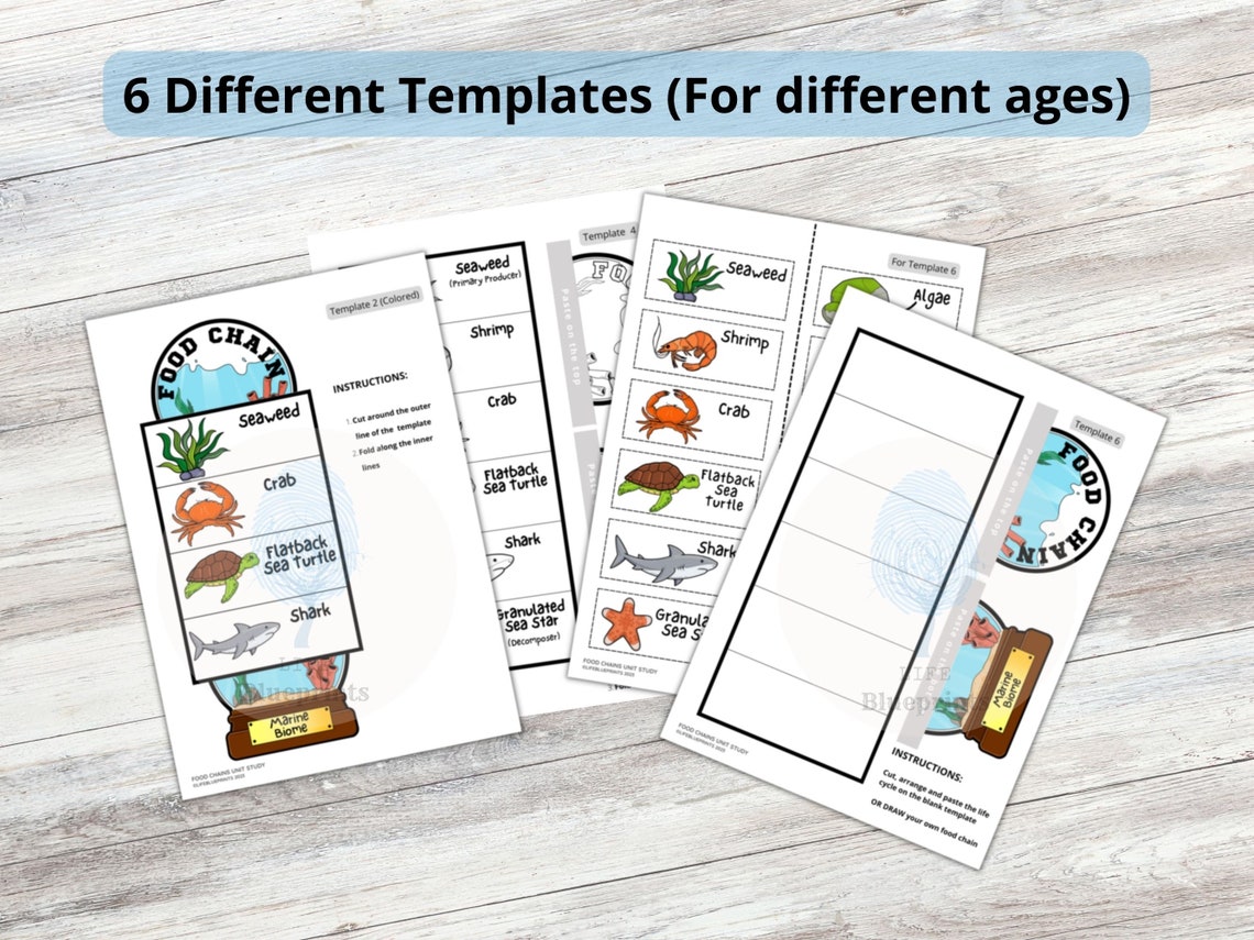 Marine Food Chains Foldable Kids' Craft Snow Globe Food Web Printable ...