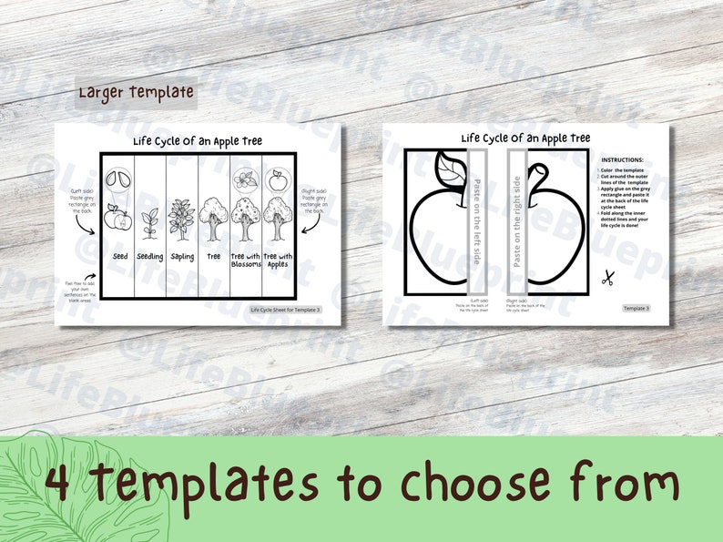 Foldable Apple Life Cycle Learning Activity for Kids A4 and - Etsy ...